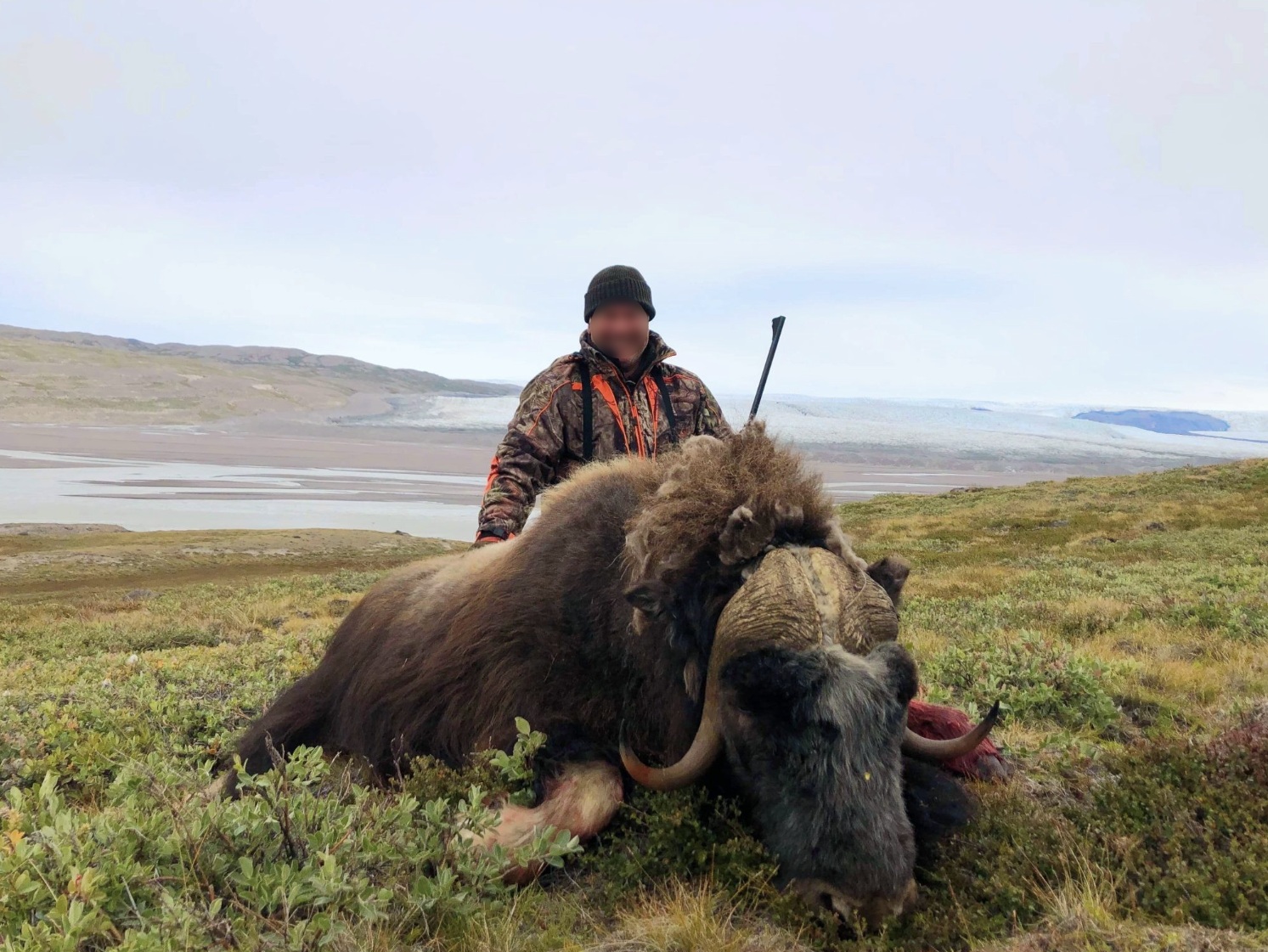 Summer Hunting the Musk Ox in Greenland - Discover, hunt - HEMING